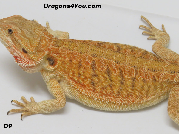 Bearded Dragons Dragons4you